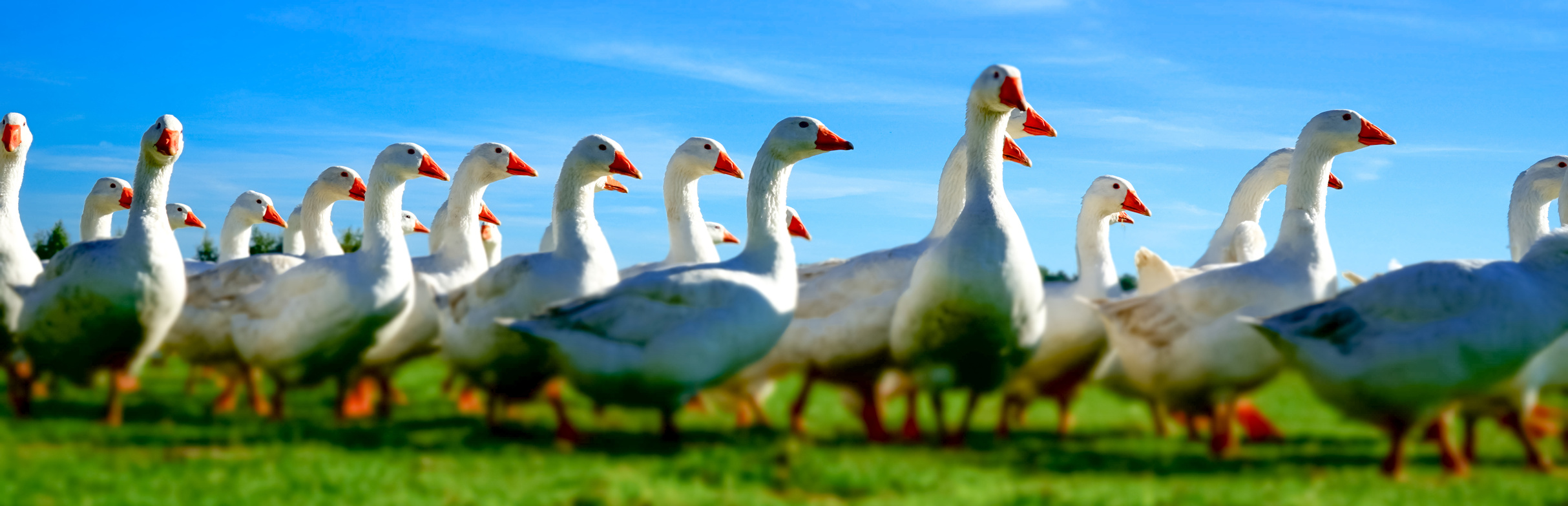 Gans zu St. Martin und Weihnachten: Genuss aus artgerechter Haltung ...