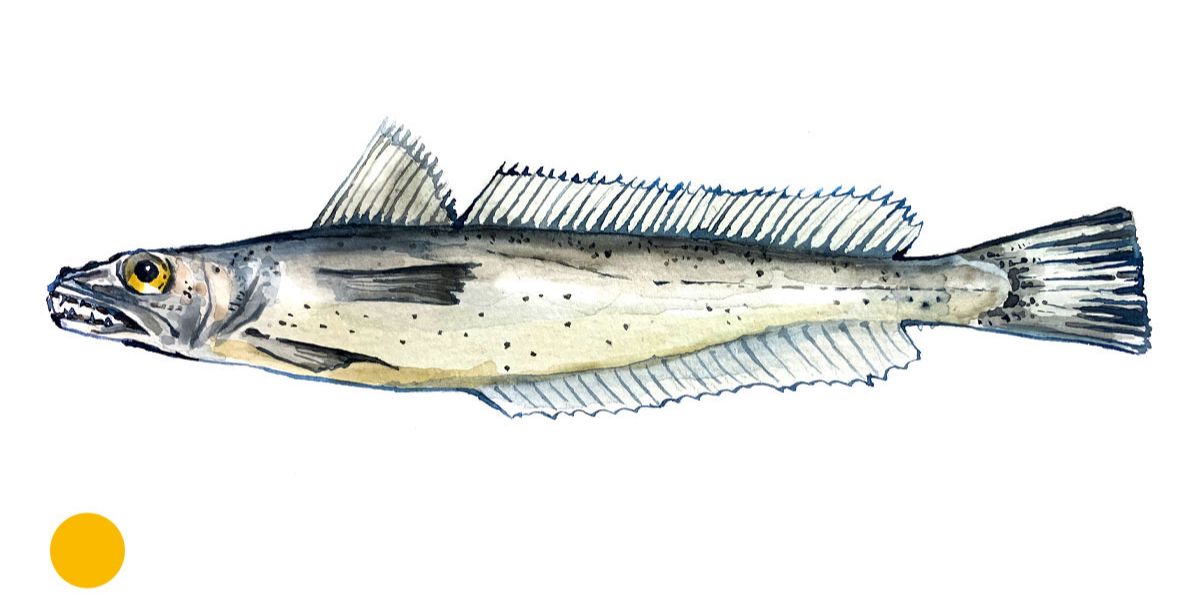 Seehecht, Europäischer / Hechtdorsch | Verbraucherzentrale.de