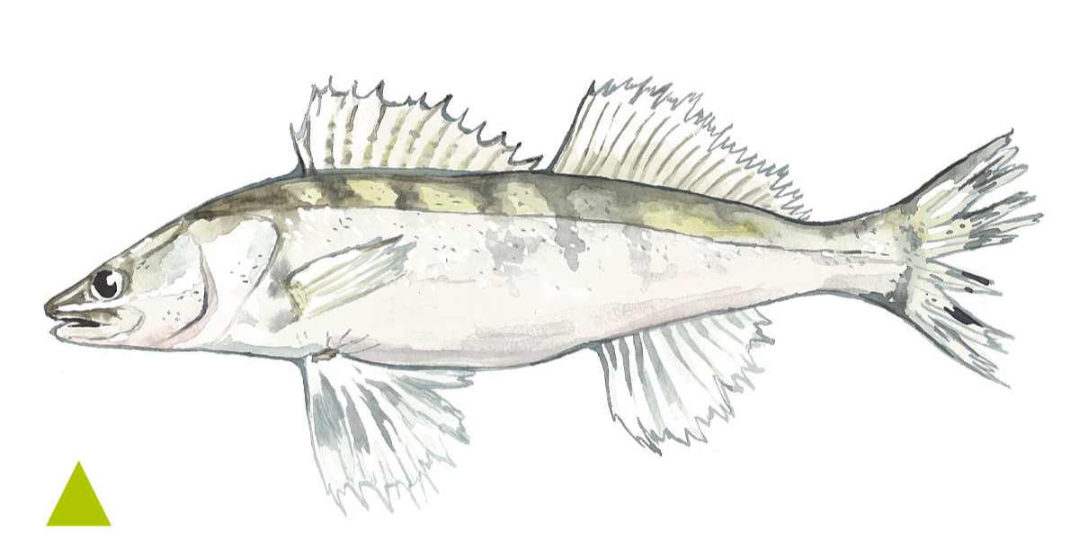 Zander | Verbraucherzentrale.de